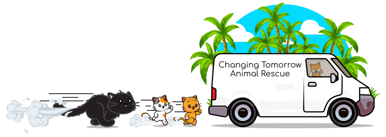 Cat Intake – Changing Tomorrow Animal Rescue